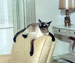 In The Picture: An Applehead Siamese Cat Shows Off – Chet Aero Marine
